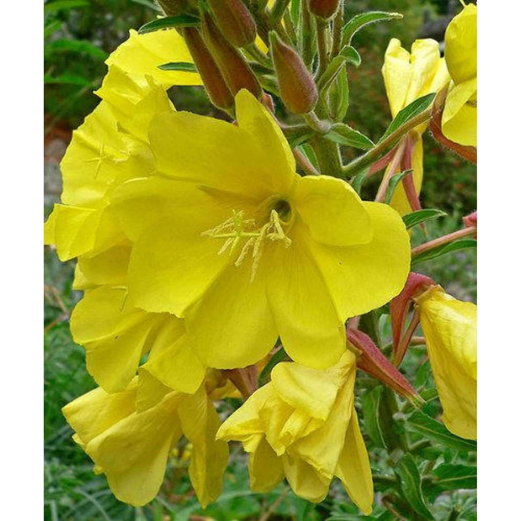 Click here for Seedville Usa 1000 Yellow (Day) Evening Primrose (... prices