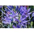 20 Blue LARGE CAMAS Camassia Leichtinii Great Camass Native Flower ...