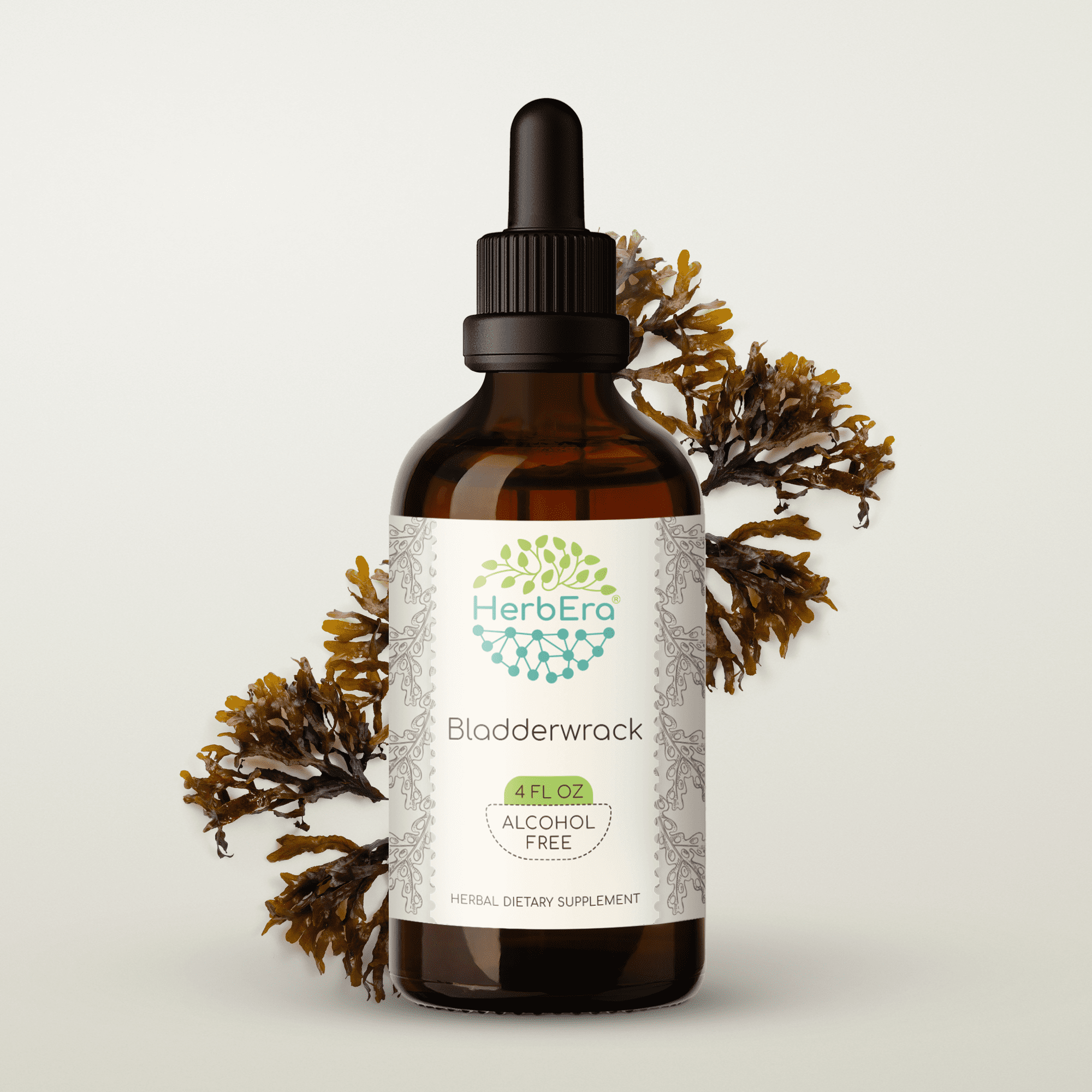 Bladderwrack Alcohol-FREE Herbal Extract Tincture, Super-Concentrated ...