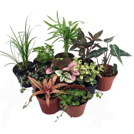 BubbleBlooms Carnivorous Plant Assortment Set, All Different Plant ...