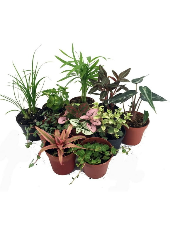 Perennials in Live Plants - Walmart.com