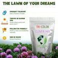 Earthwise Tri-Clover - Red, White, & Crimson Clovers - Alternative Lawn ...