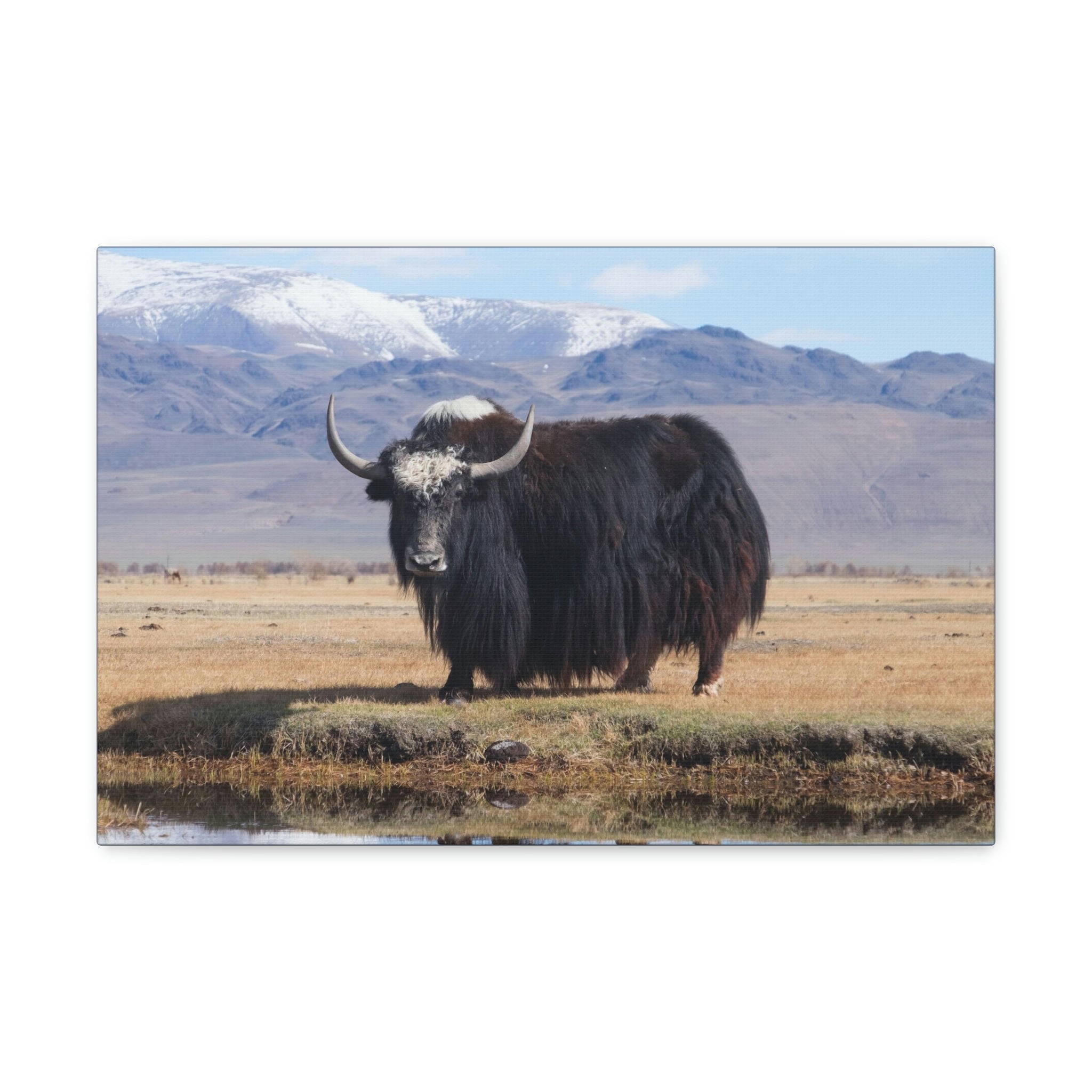 Majestic Yak Art Majestic Yak Print Animal Wall Art Wildlife Canvas ...