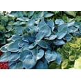 Halcyon Hosta - Indoor Real Flower, Medium Size Deep Green/Blue ...