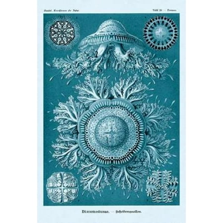 Haeckel Nature Illustrations: Jelly Fish - Blue-Green Tint Poster Print ...
