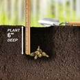 Garden State Bulb Go-Go Peach Dahlia Flower Bulbs, Bare Roots, Spring ...