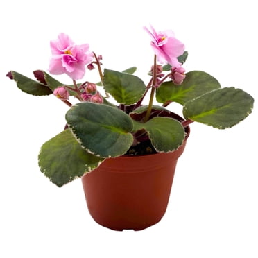 Harmony Foliage African Violet Smokey Moon 4 inch Gesneriad - Walmart.com