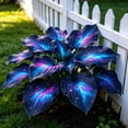 Chill Tolerant Perennial Hosta Mix – Colorful Variegated Leaves ...