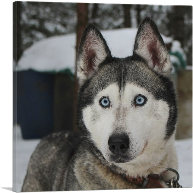 ARTCANVAS Siberian Husky Home decor Canvas Art Print - Size: 36" x 36 ...
