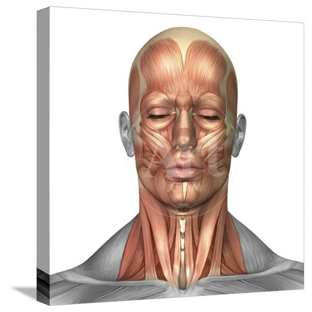 Face Anatomy Muscles