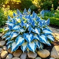 Blue Hostas for Planting (Non-Artificial), Rare & Beautiful, Fast ...