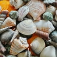 Mixed Seashells Assorted Rare Colorful Natural Mix Sea Shells Beach ...