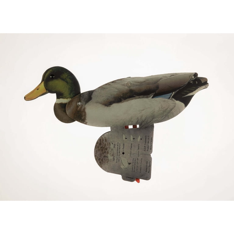 Ducks Landing In Decoys