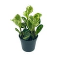Variegated Peperomia obtusifolia, Marble Rubber Spoonleaf Plant ...