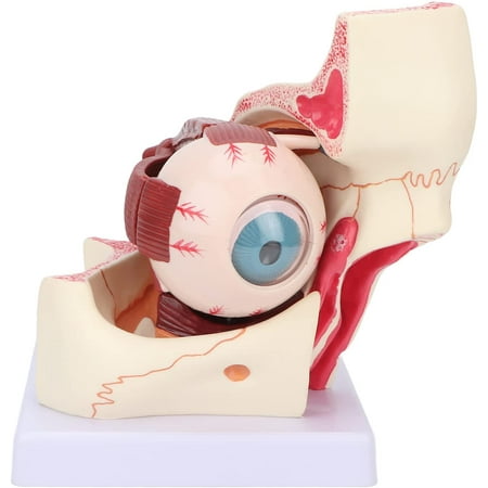 Human Eye Model, Detachable Classroom Accessories for Science Classroom ...