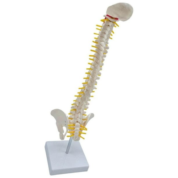 Spine Model Vertebral Column Anatomical for Kids Learning Display model ...