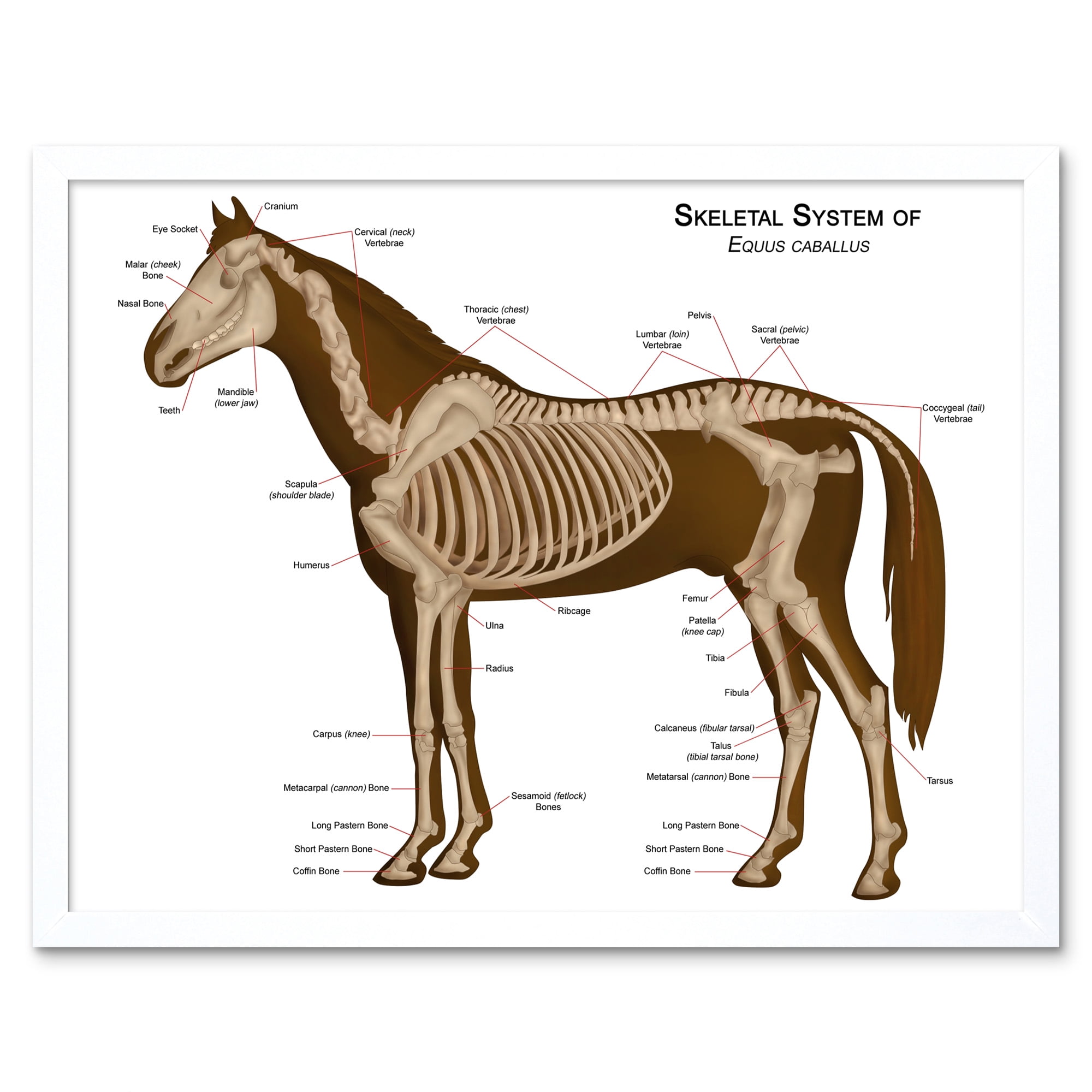 Skeletal System of Equine Veterinary Anatomy Chart Horse Animal Bones ...
