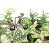 Optiflora Mini Assorted Varieties Live Plants in 2" Pot (2 Count ...