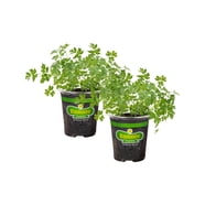 Bonnie Plants Sweet Basil 19.3 oz. 2-Pack - Walmart.com