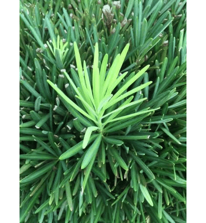 3 Gal. Pringles Dwarf Podocarpus Bush - Excellent Low Hedge Favorite ...