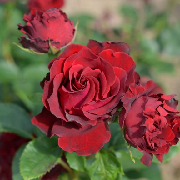 Heirloom Roses - The Lady Hybrid Tea Rose, Potted Live Plant with ...