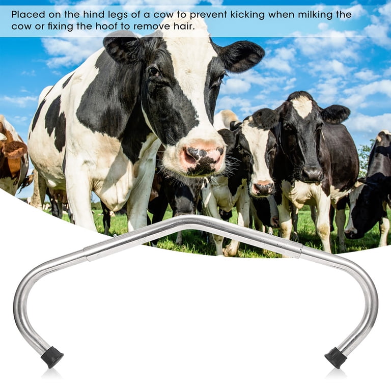 8 Legged Cow