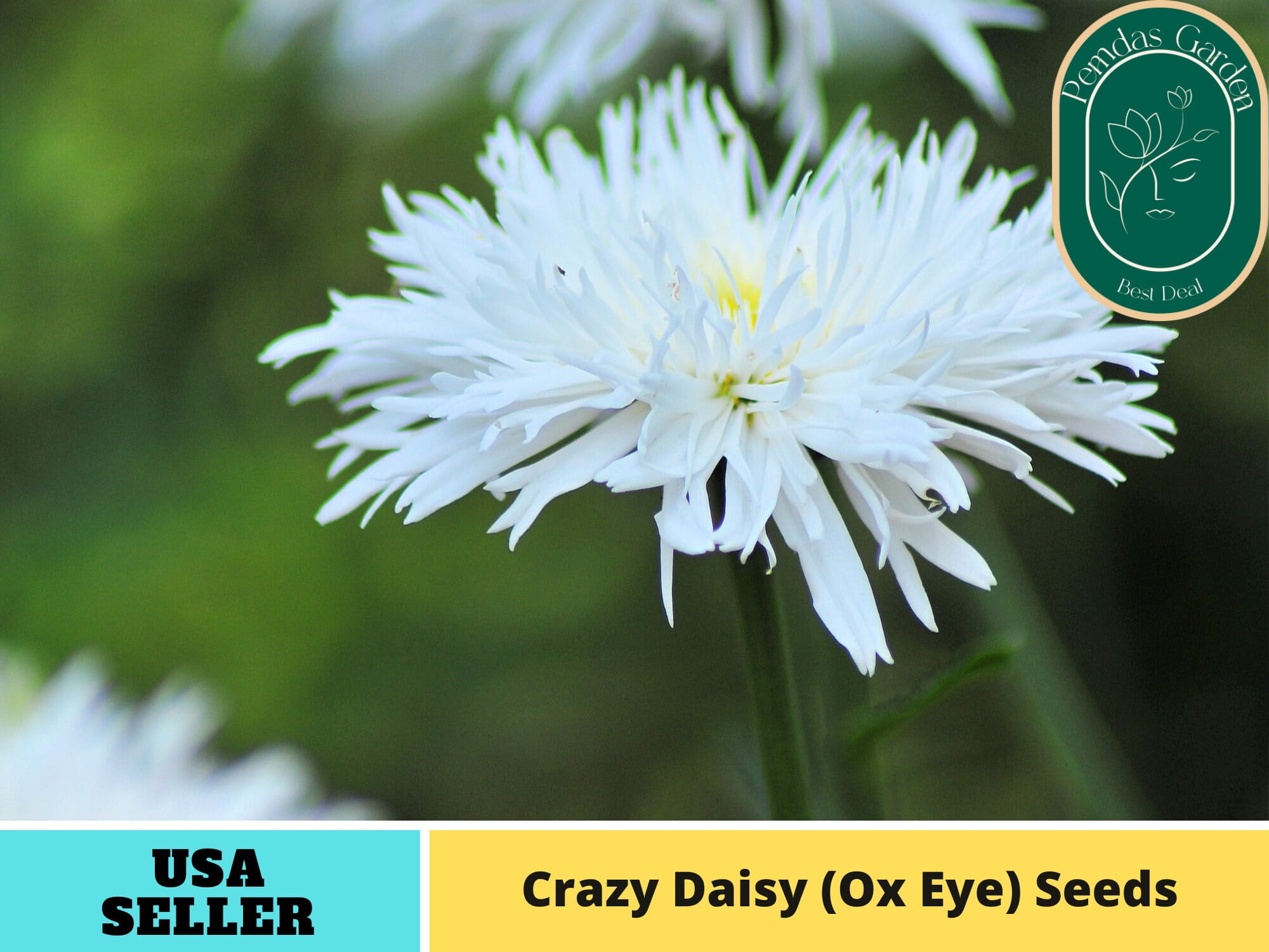100 Seeds| Crazy Daisy (Ox Eye) Seeds - Authentic Seeds~GMO Free~ Seeds~Flower seeds~Vegetable ...