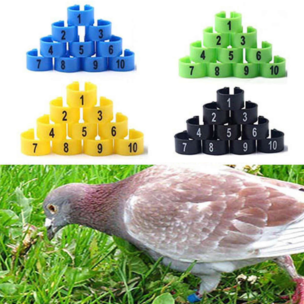 Walbest 100Pcs Chicken Birds Leg Rings, Black Numbered Chicken Birds ...