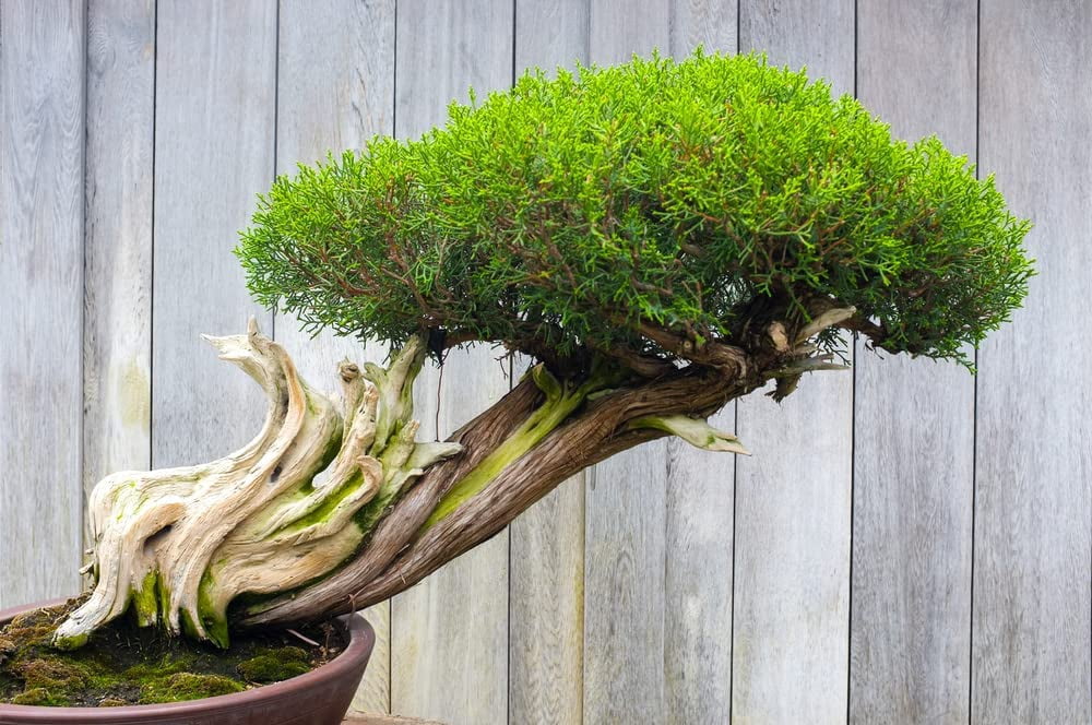 Thuja Evergreen Bonsai Tree Seeds - Western Red Cedar, Thuja plicata ...