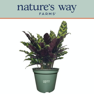 Nature's Way Farms Dracaena Marginata Magenta Live Plant (8-15 inches ...