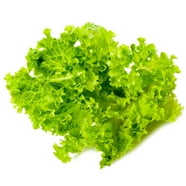 Merlot Leaf Lettuce Seeds - 1 g Packet ~850 Seeds - Non-GMO, Heirloom ...