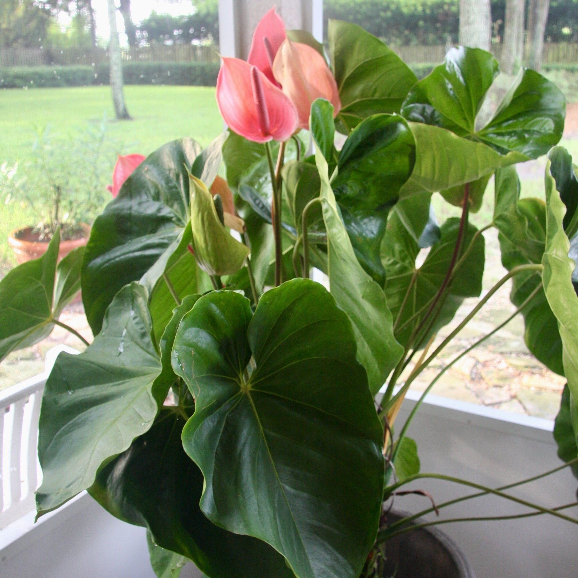 Anthurium Oaxaca Houseplant Live Plant - Anthurium - Wellspring Gardens ...