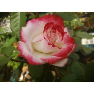 Rare Rose Seeds Meteor Shower Red Yellow Rose Bush 20 Seeds - Walmart.com