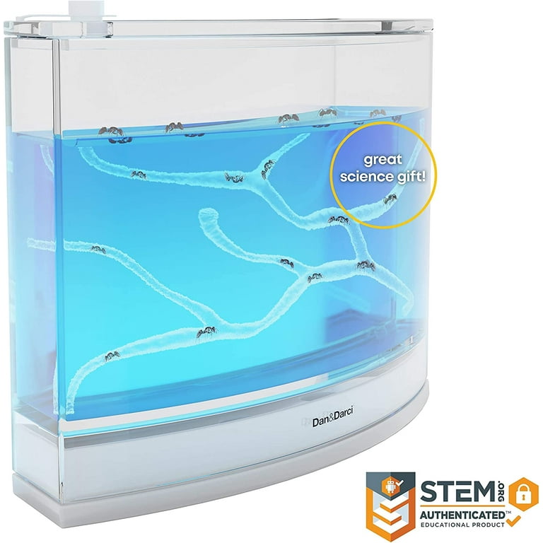 Ant Farm Tunnels