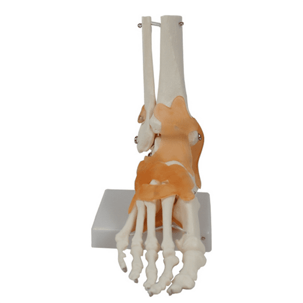 Foot Joint Model with Ligaments, Human Anatomy Model, Life Size ...