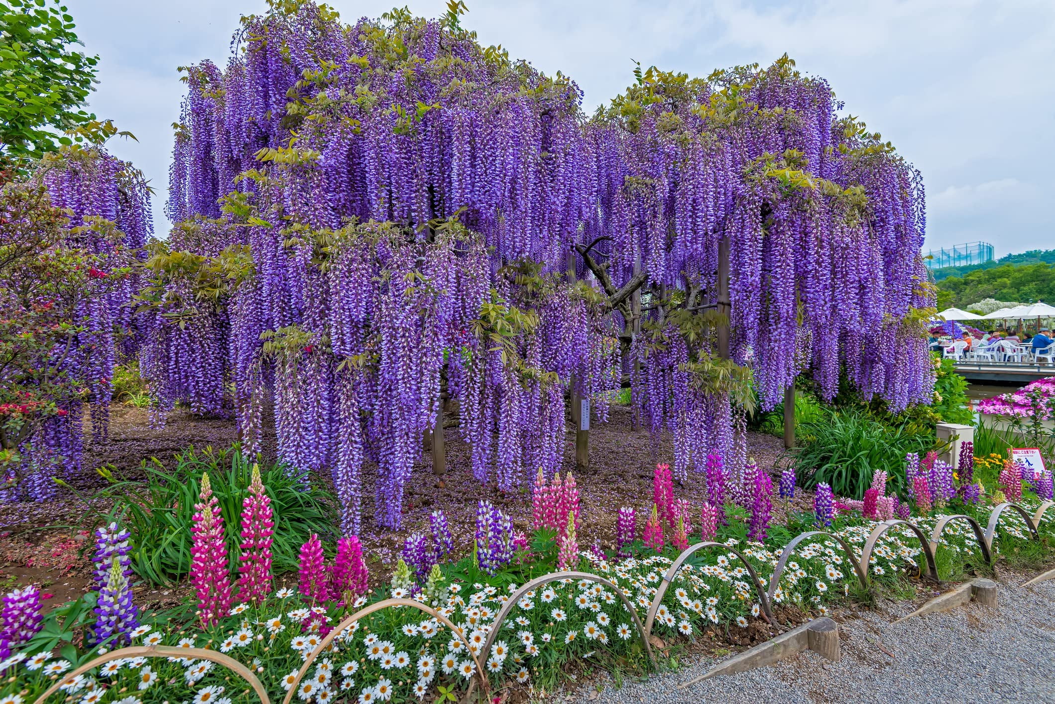 Purple Wisteria Seeds - Highly Prized Flowering Vine, Wisteria sinensis ...