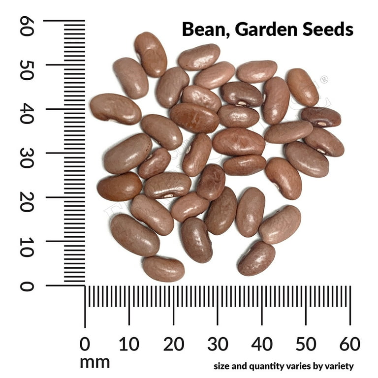 Garden Beans Seeds | Fasci Garden