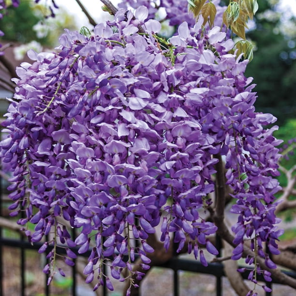 Blue Moon Reblooming Wisteria Deciduous Flowering Vining Plant, grown ...