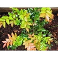 50 California EVERGREEN HUCKLEBERRY Vaccinium Ovatum Fruit aka Box ...
