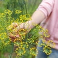 Old Farmer's Almanac Organic Dill Seeds, Heirloom Herb Seeds, 1 Gram ...