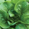 Burpee Little Caesar Lettuce Seeds, Compact Romaine Heads for Small ...