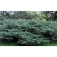 Blue Pfitzer Juniper 10 Live Plants Juniperus Chinensis Drought ...