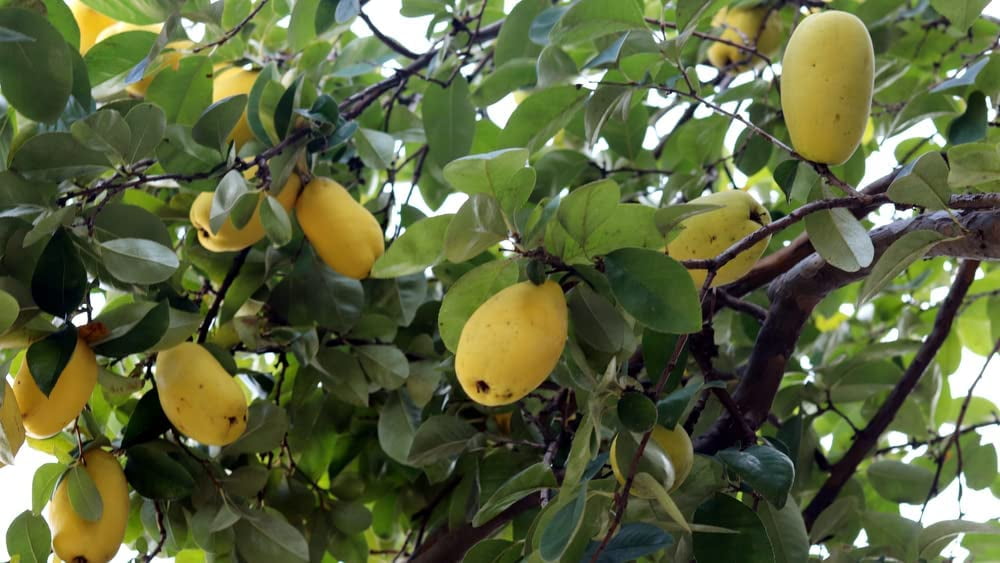 Chinese Quince Seeds for Planting (20 Seeds) - Chaenomeles sinensis ...