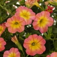Proven Winners 1.5PT Pink Yellow Calibrachoa Superbells Coral Sun Live ...