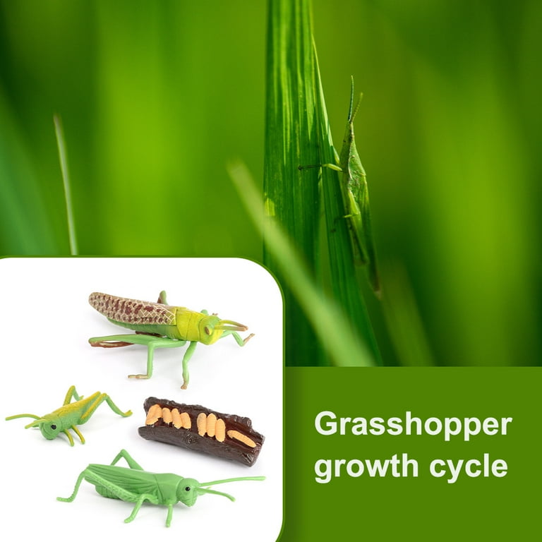 Locust Life Cycle