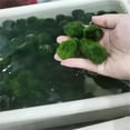 3 Live Moss Balls for Aquarium - 4cm Marimo Balls, Natural Water Filter ...