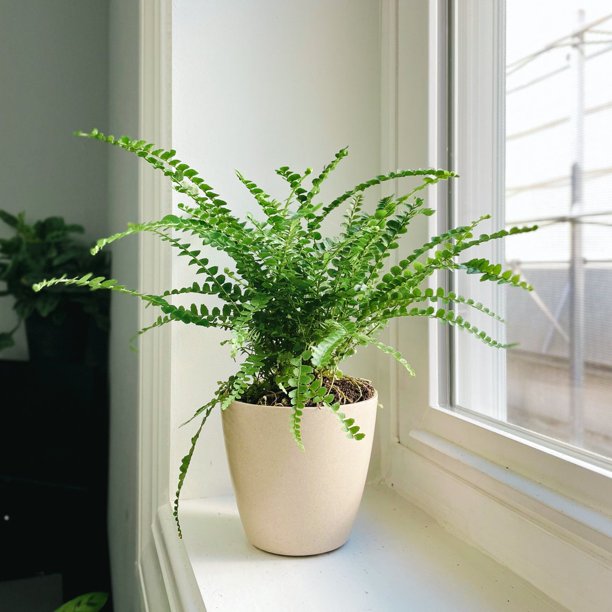 Live Lemon Button Fern Plant - 4" Biodegradable Pot - Natural - Walmart.com