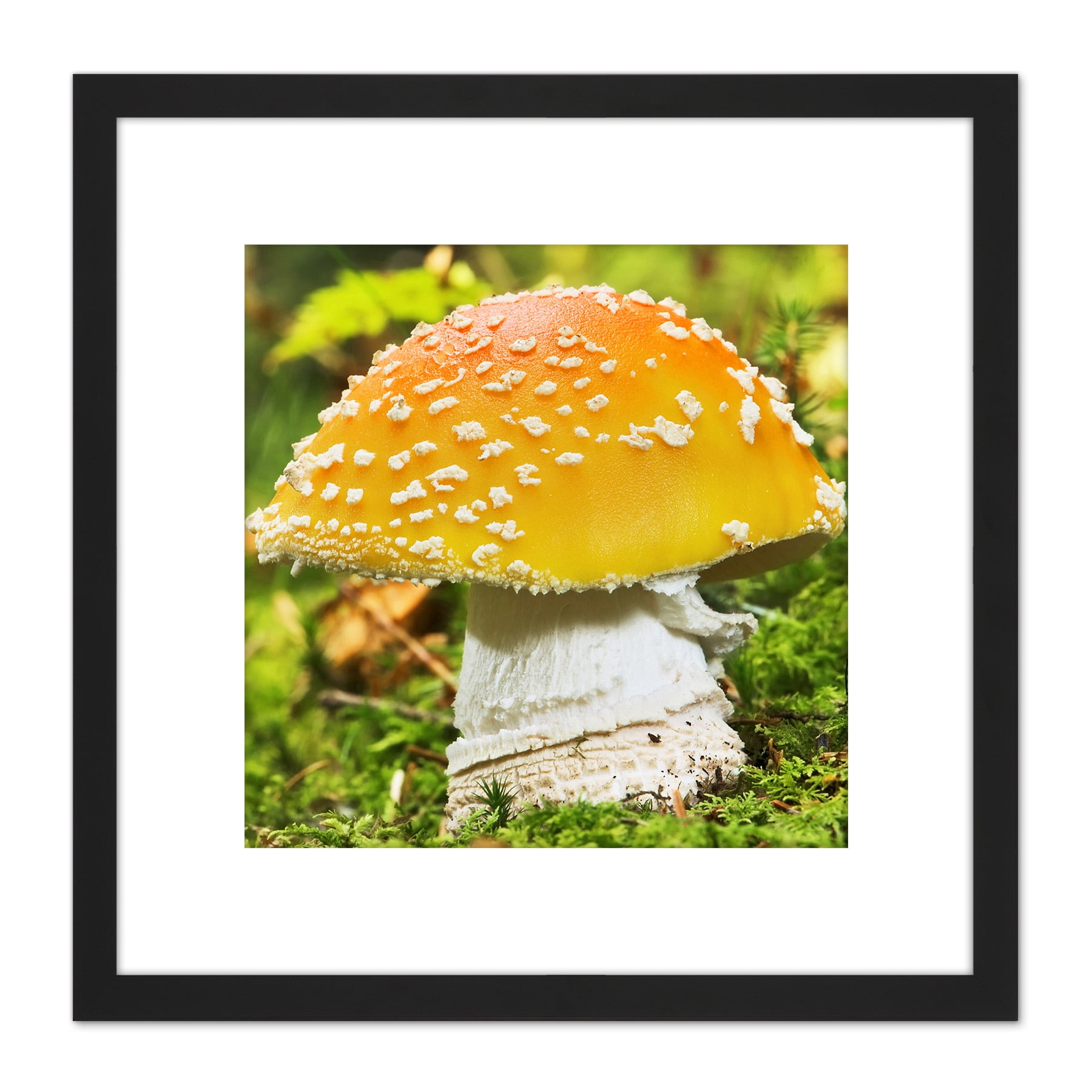 Bernie Fungus Mushroom Fly Agaric Amanita Muscaria 8x8 Inch Square