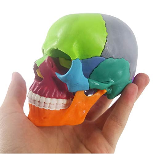 Mini Human Skull Model with 15 Parts: Exploded Australia | Ubuy