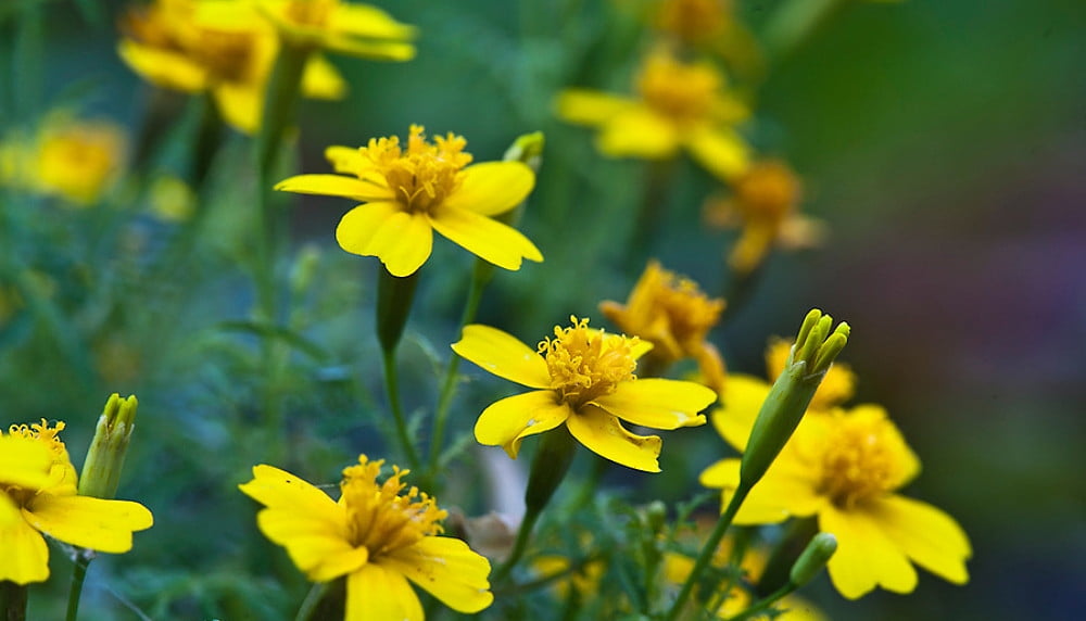 Lemon Gem Marigold - Companion/Repellant Plant - 3" Pot - Walmart.com